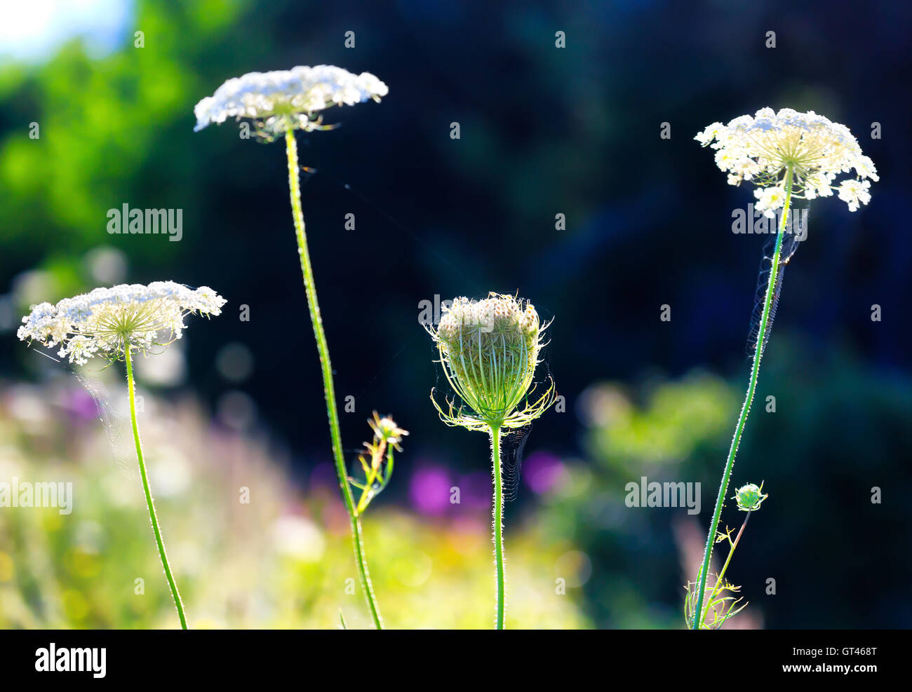 Sunlight shining through the wildflower, Queen Anne's lace Stock Photo ...