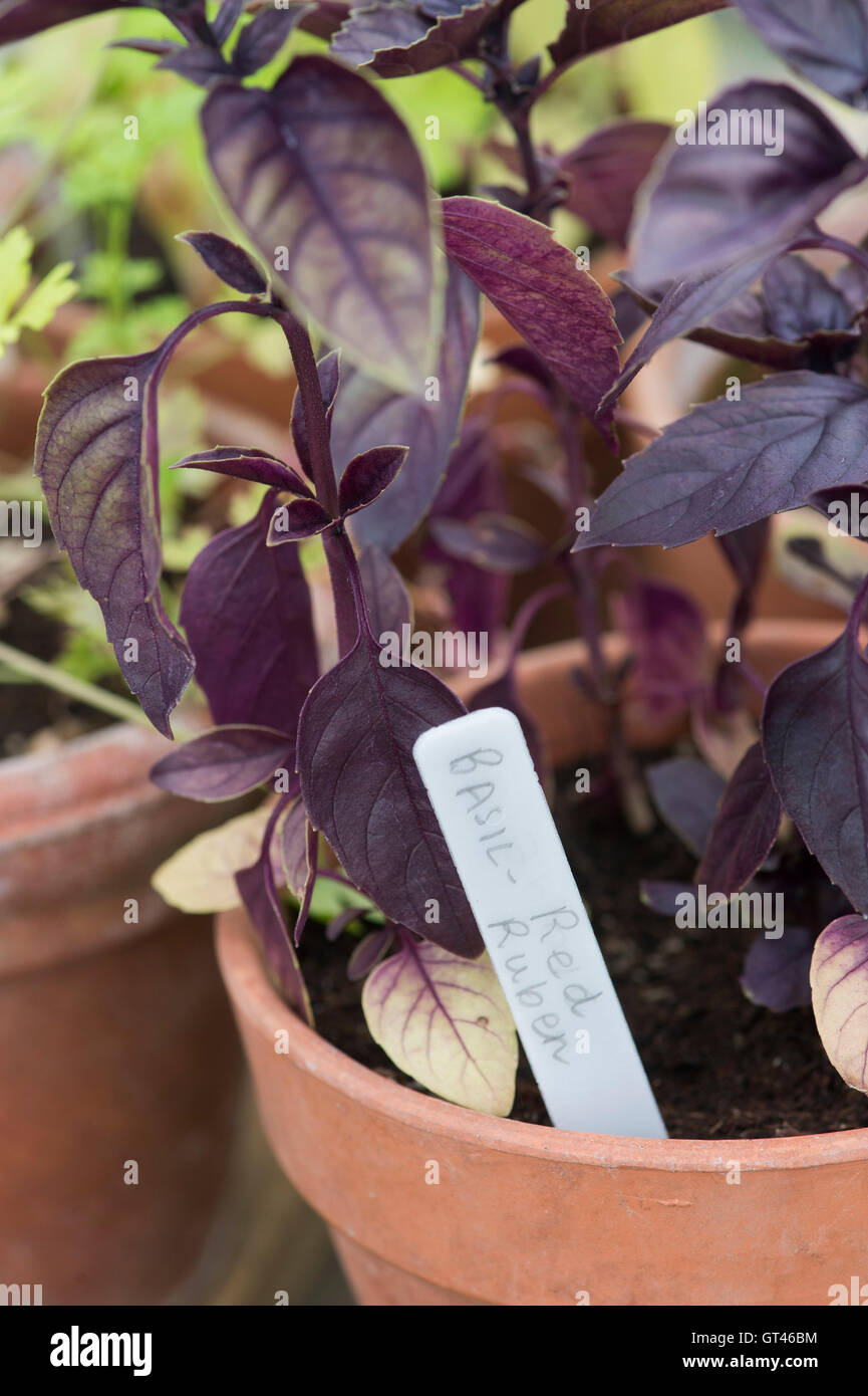 Labeling plants hi-res stock photography and images - Alamy