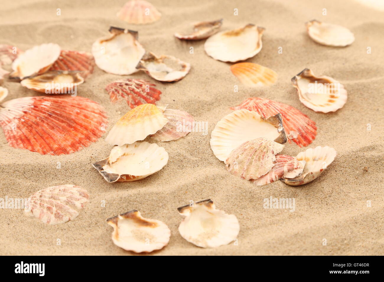 Lot of shells is located on sandy background Stock Photo - Alamy