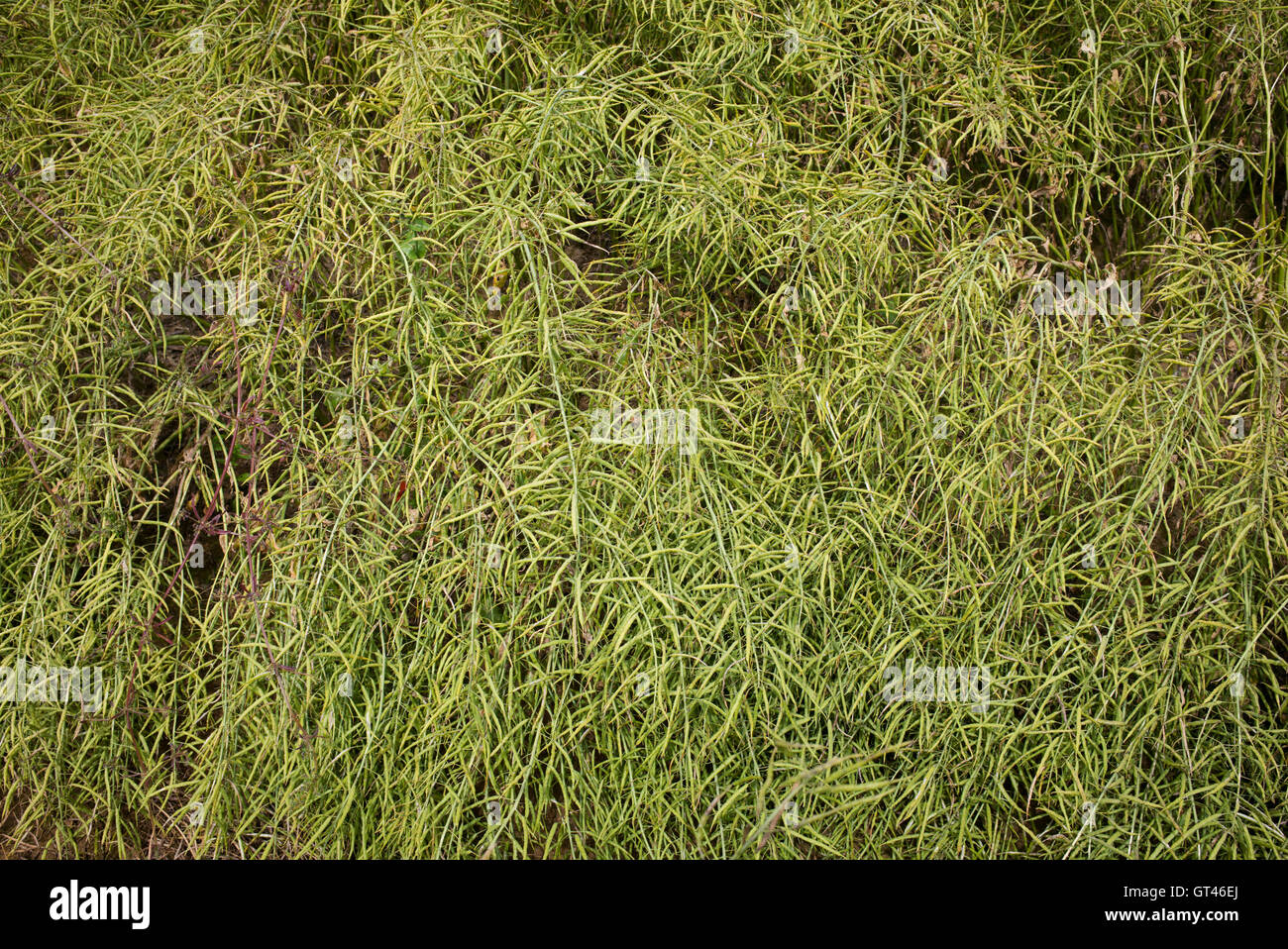 Brassica napus. Rapeseed seed pods in july. UK Stock Photo - Alamy