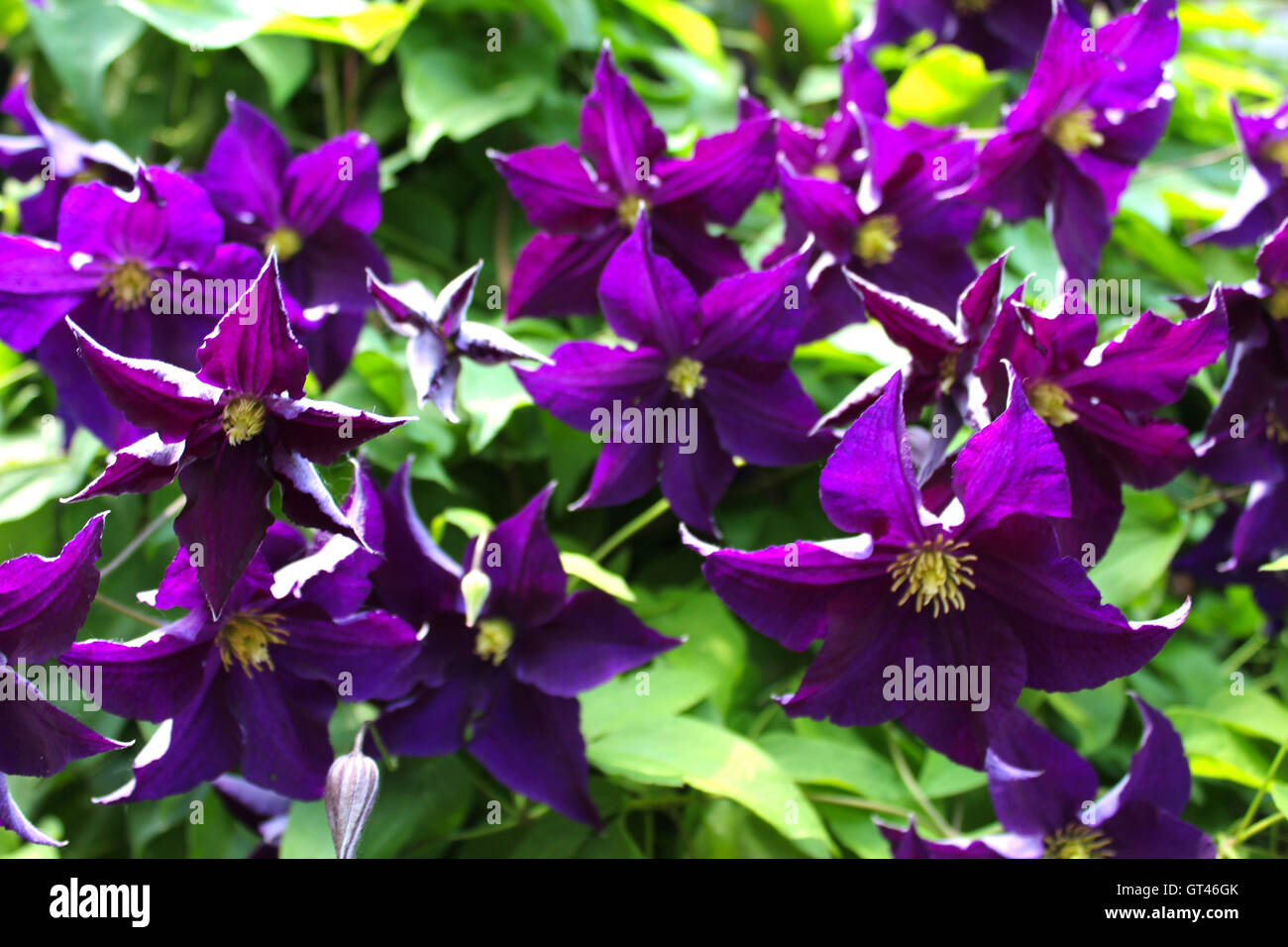 Clematis pictures hi-res stock photography and images - Alamy