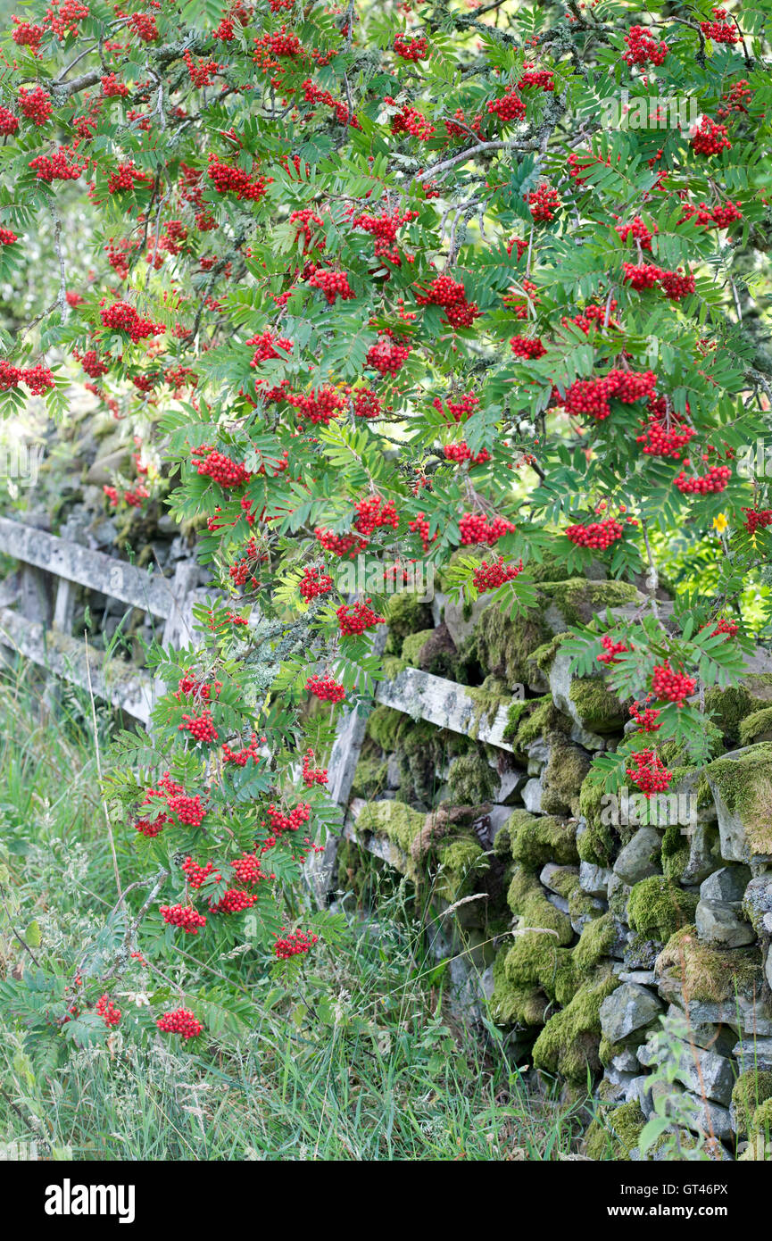 Rowan tree scotland hi-res stock photography and images - Alamy