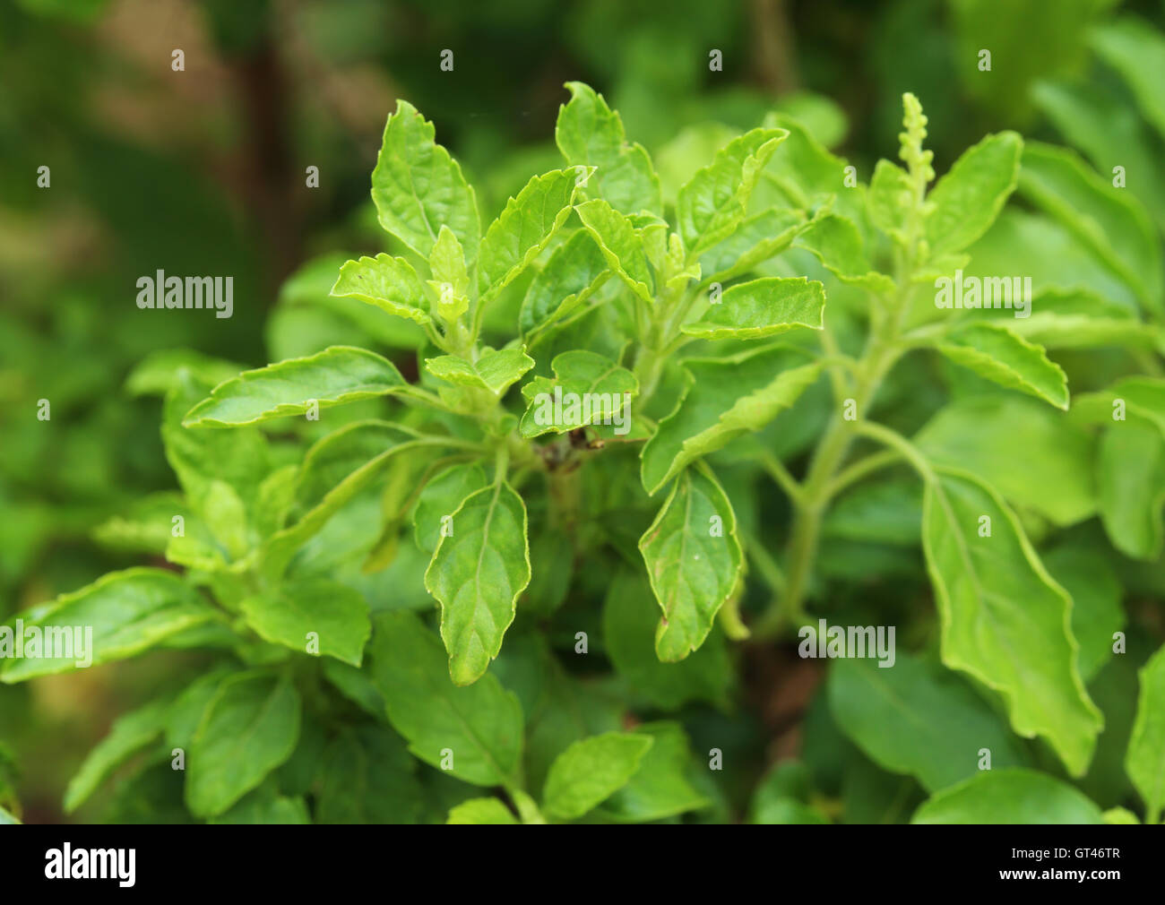Sweet basil tree hi-res stock photography and images - Alamy