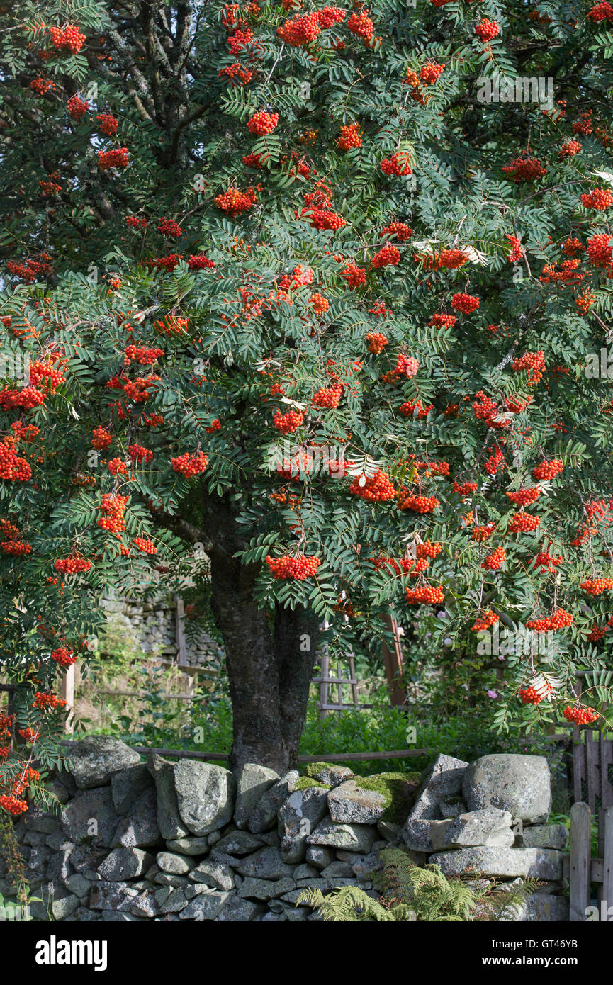 Scotland red berry hi-res stock photography and images - Alamy