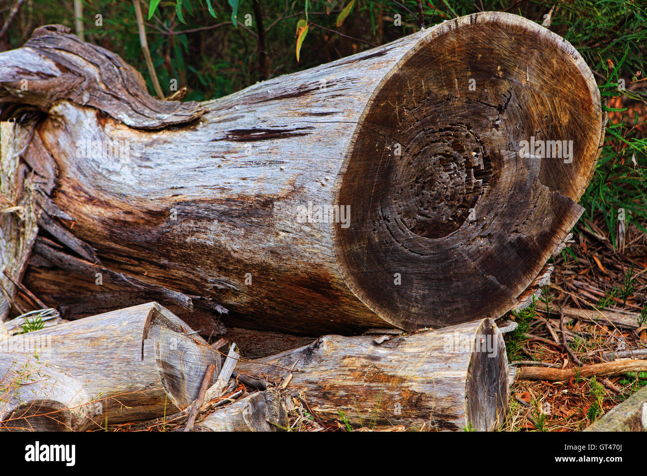 Dead tree log hi-res stock photography and images - Alamy