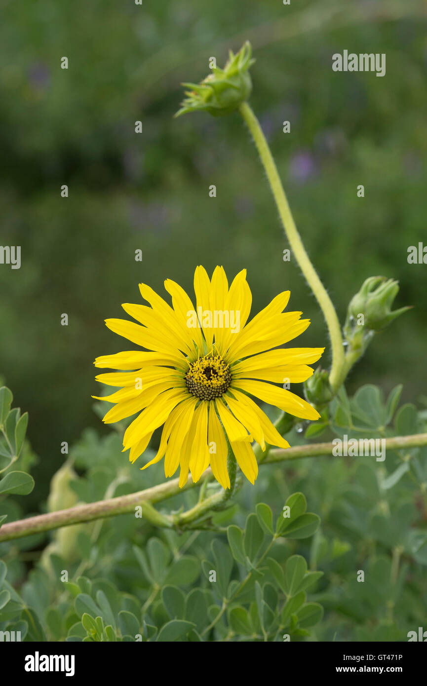 Silphium laciniatum. Compass Plant flower Stock Photo - Alamy