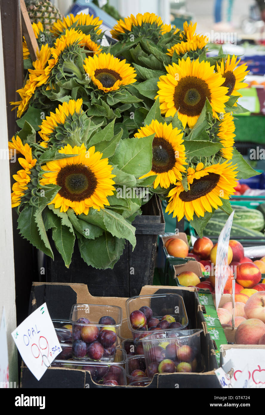 Helianthus annuus. Sunflowers for sale on a fruit and vegetable stall ...