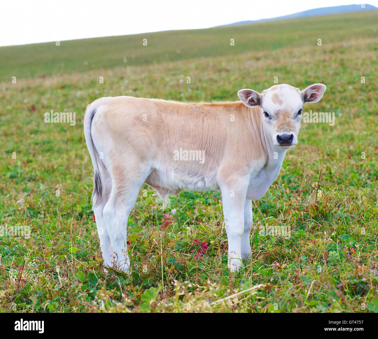 The calf on a summer pasture Stock Photo - Alamy