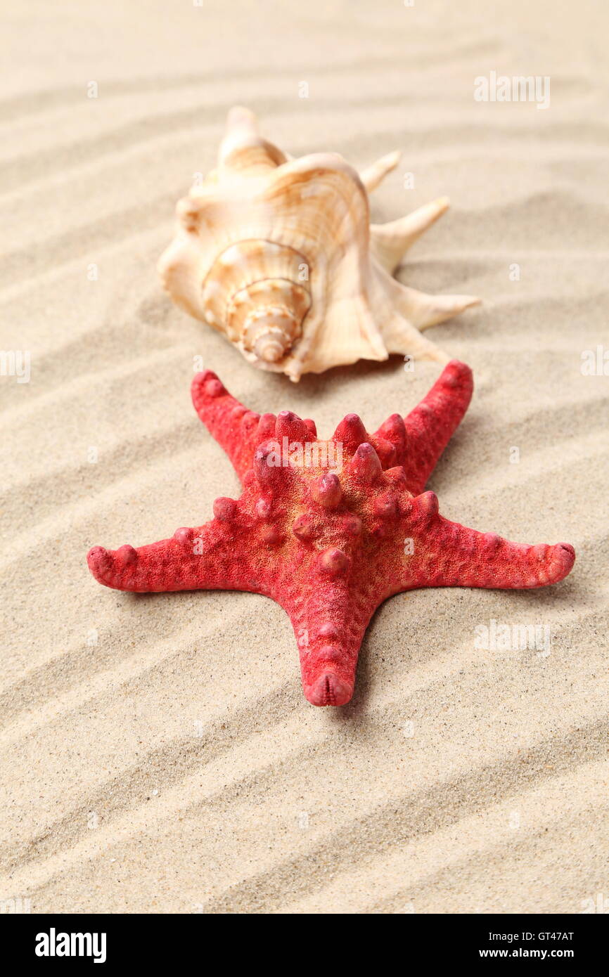 Red starfish and shell on sandy background Stock Photo - Alamy