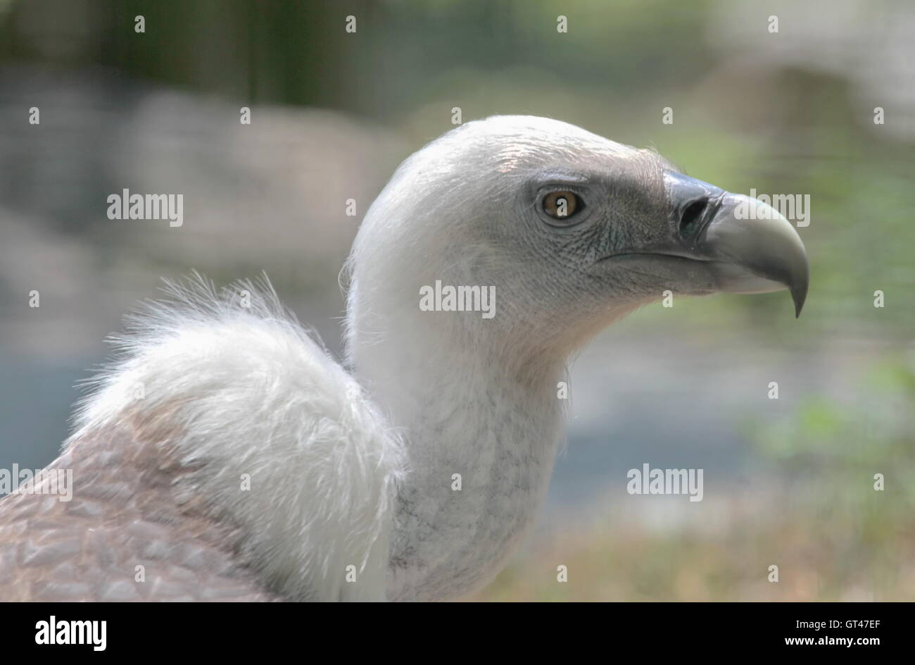Griffon vulture portrait Stock Photo - Alamy