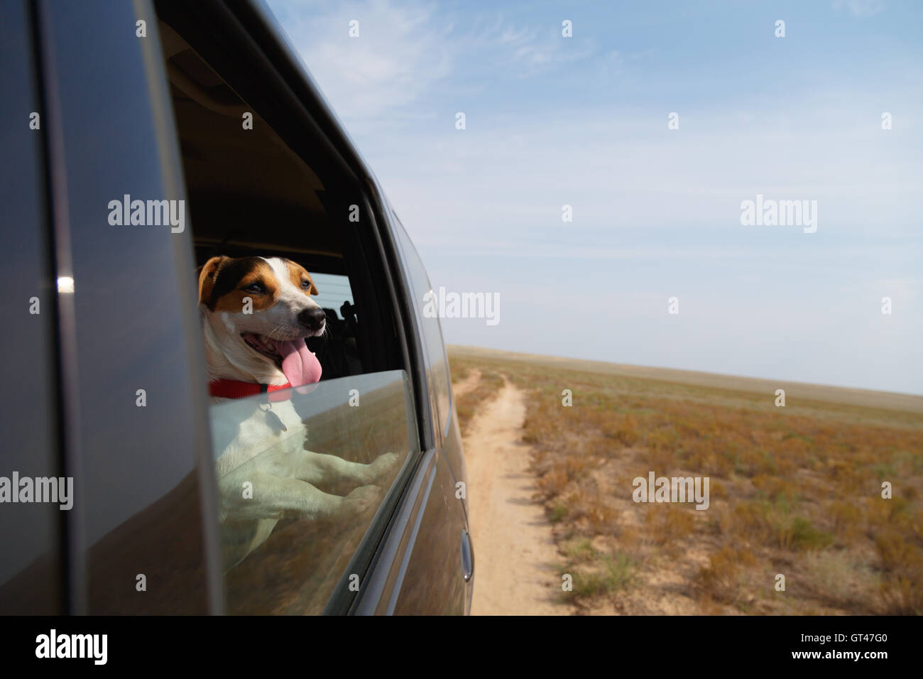 Happy dog in driving car Stock Photo - Alamy