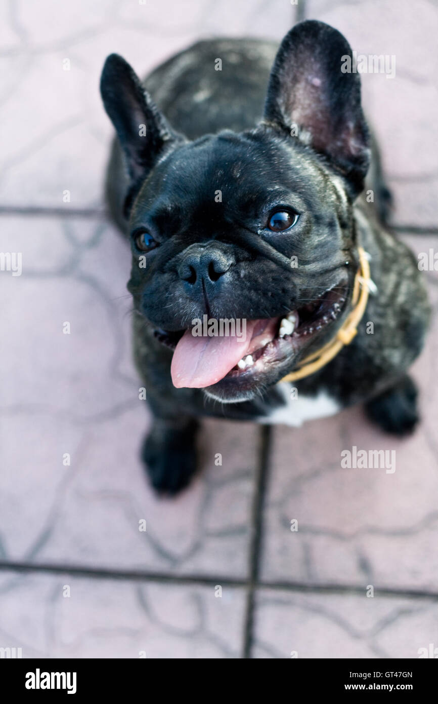 Cheesy French bulldog looking at lens Stock Photo - Alamy