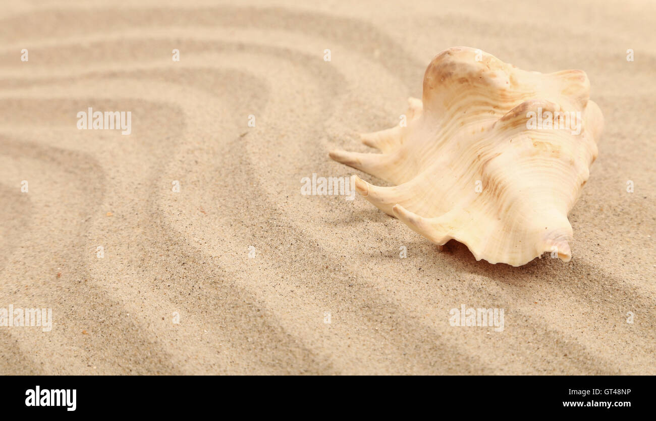 One shell mollusk hi-res stock photography and images - Alamy