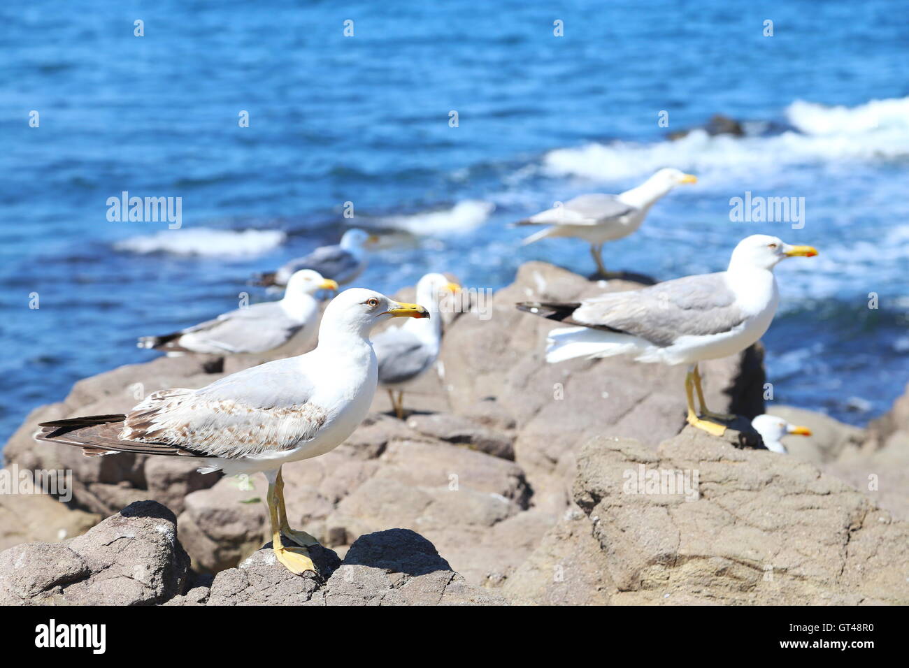 lots of seagulls sitting on a rock Stock Photo - Alamy