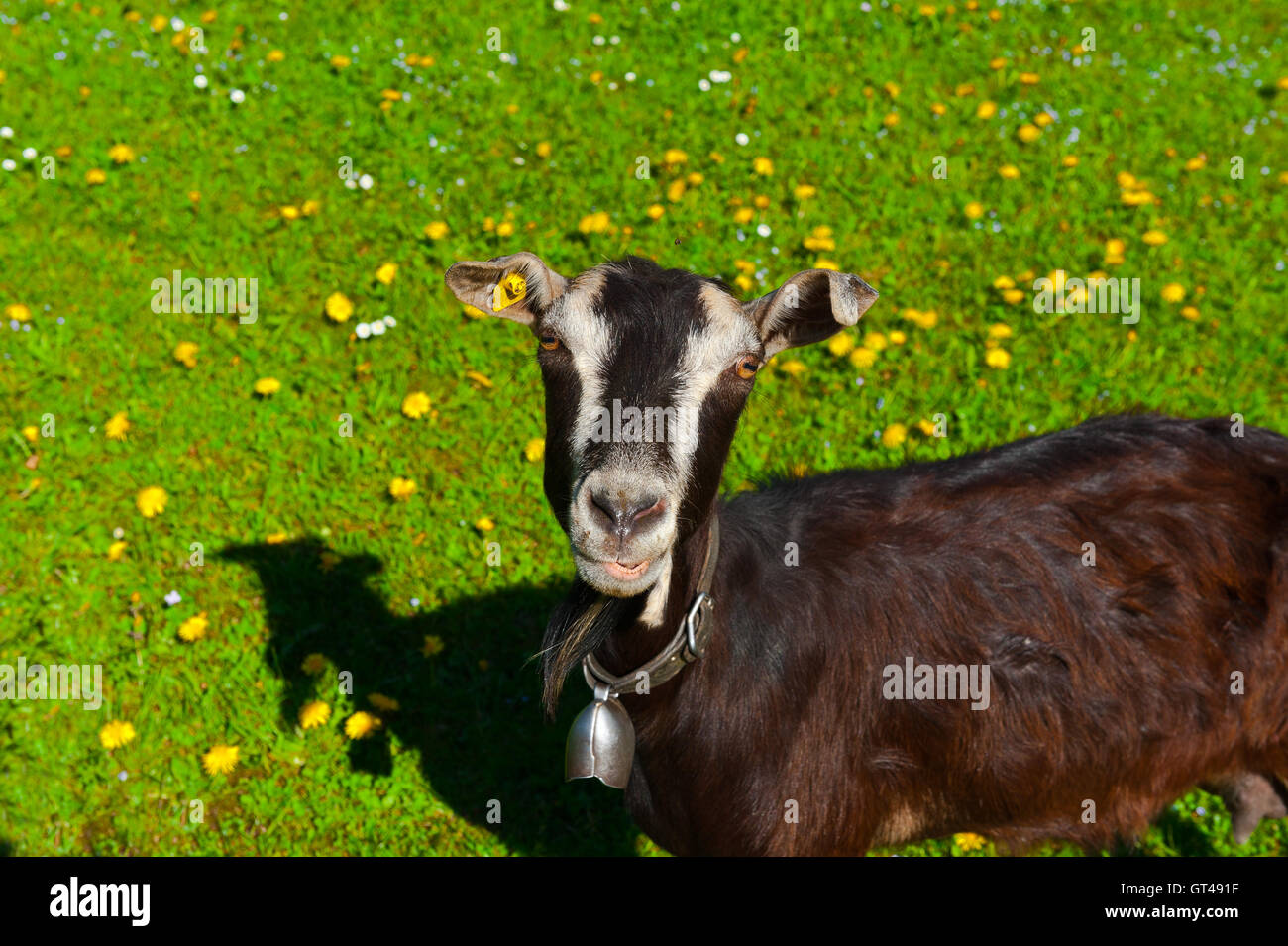Goat herd swiss hi-res stock photography and images - Alamy