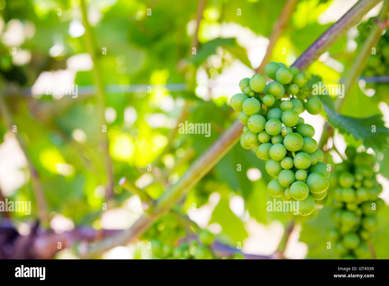 Vineyard of Grapes for Wine Stock Photo - Alamy