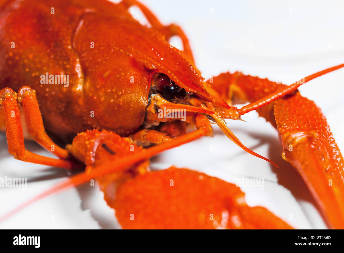 Catch crawfish hi-res stock photography and images - Alamy