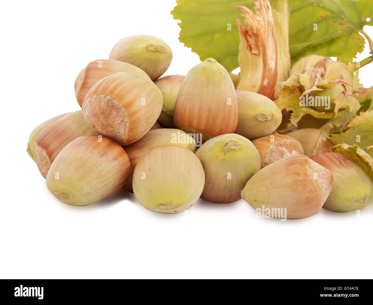 Unripe hazel hazelnuts healthy hi-res stock photography and images - Alamy