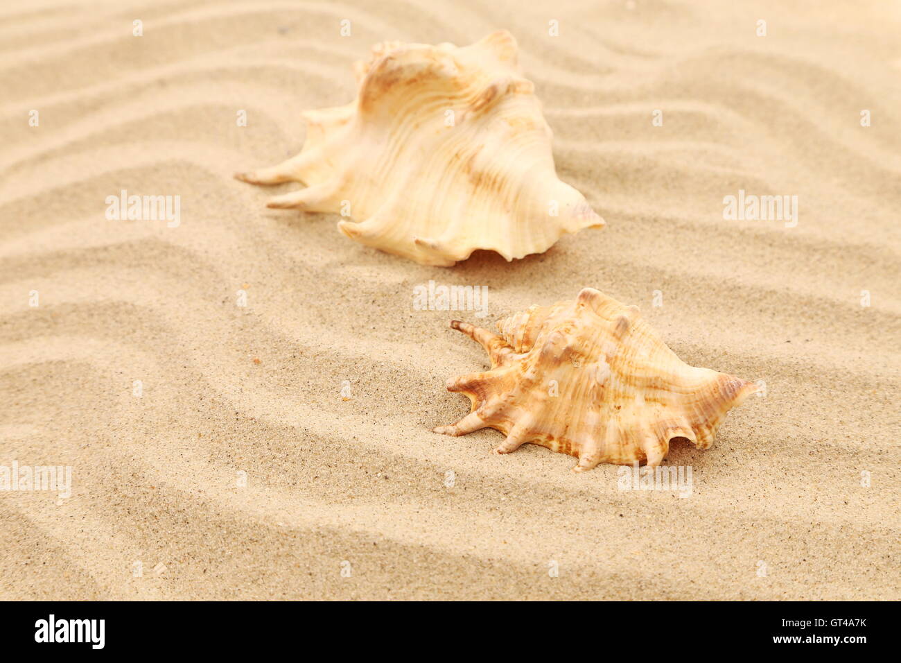 Two shells is located on sandy background Stock Photo - Alamy