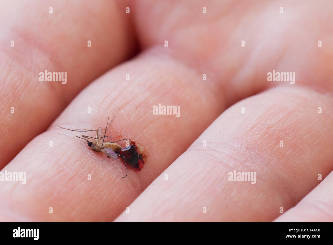 Dead mosquito with blood Stock Photo - Alamy