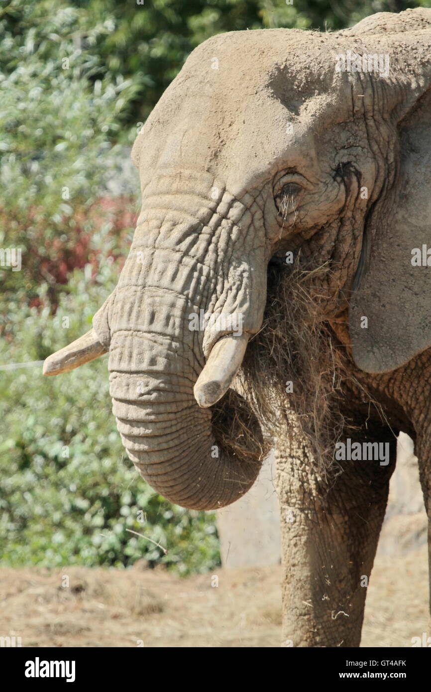 Elephant eating hay Stock Photo - Alamy