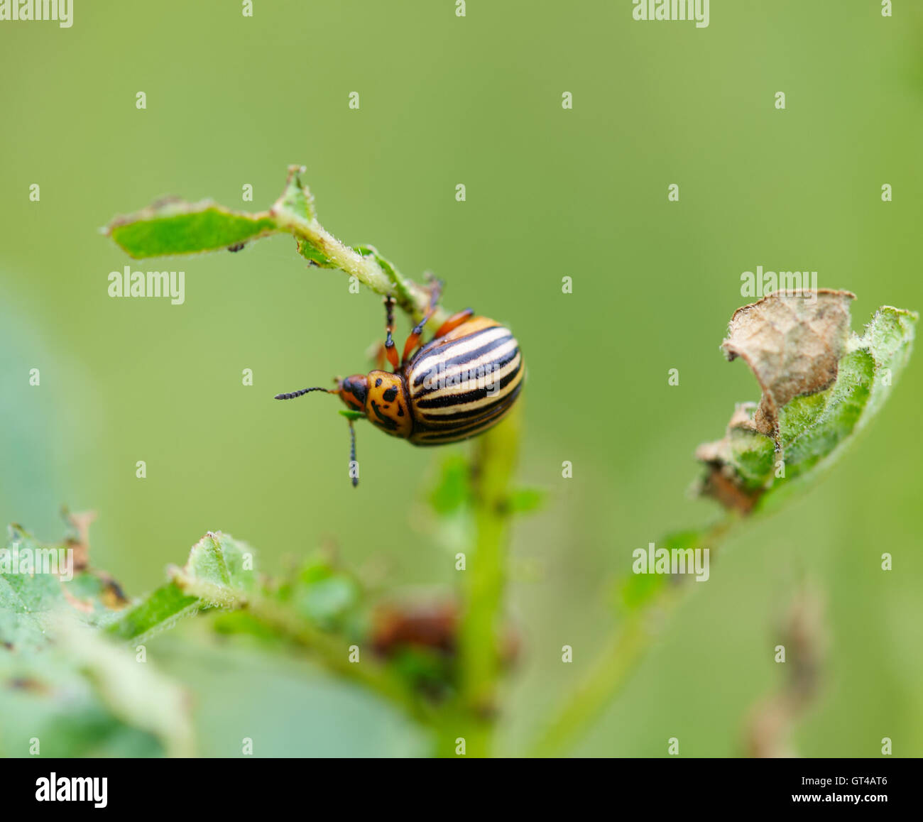 Close beetle hi-res stock photography and images - Alamy