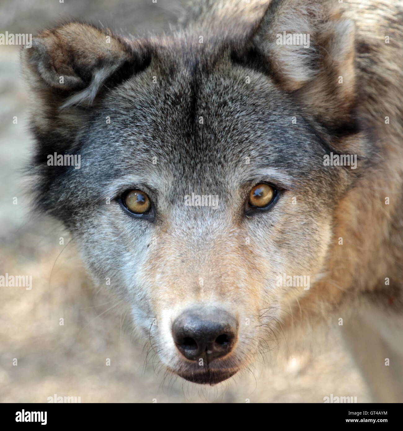 Grey wolf portrait Stock Photo - Alamy