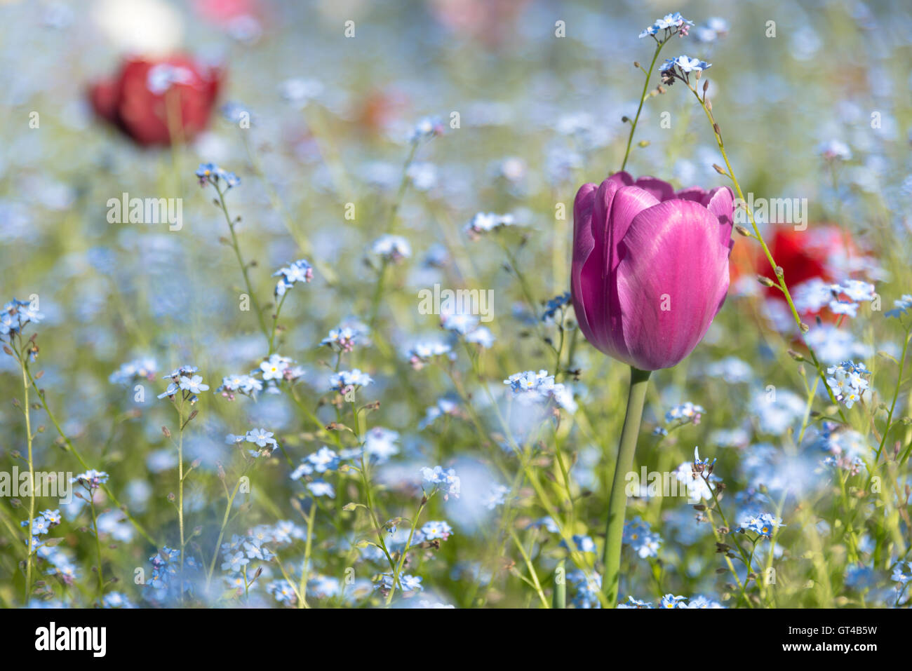 Colorful tulips in a field of forget-me-nots flowers Stock Photo - Alamy
