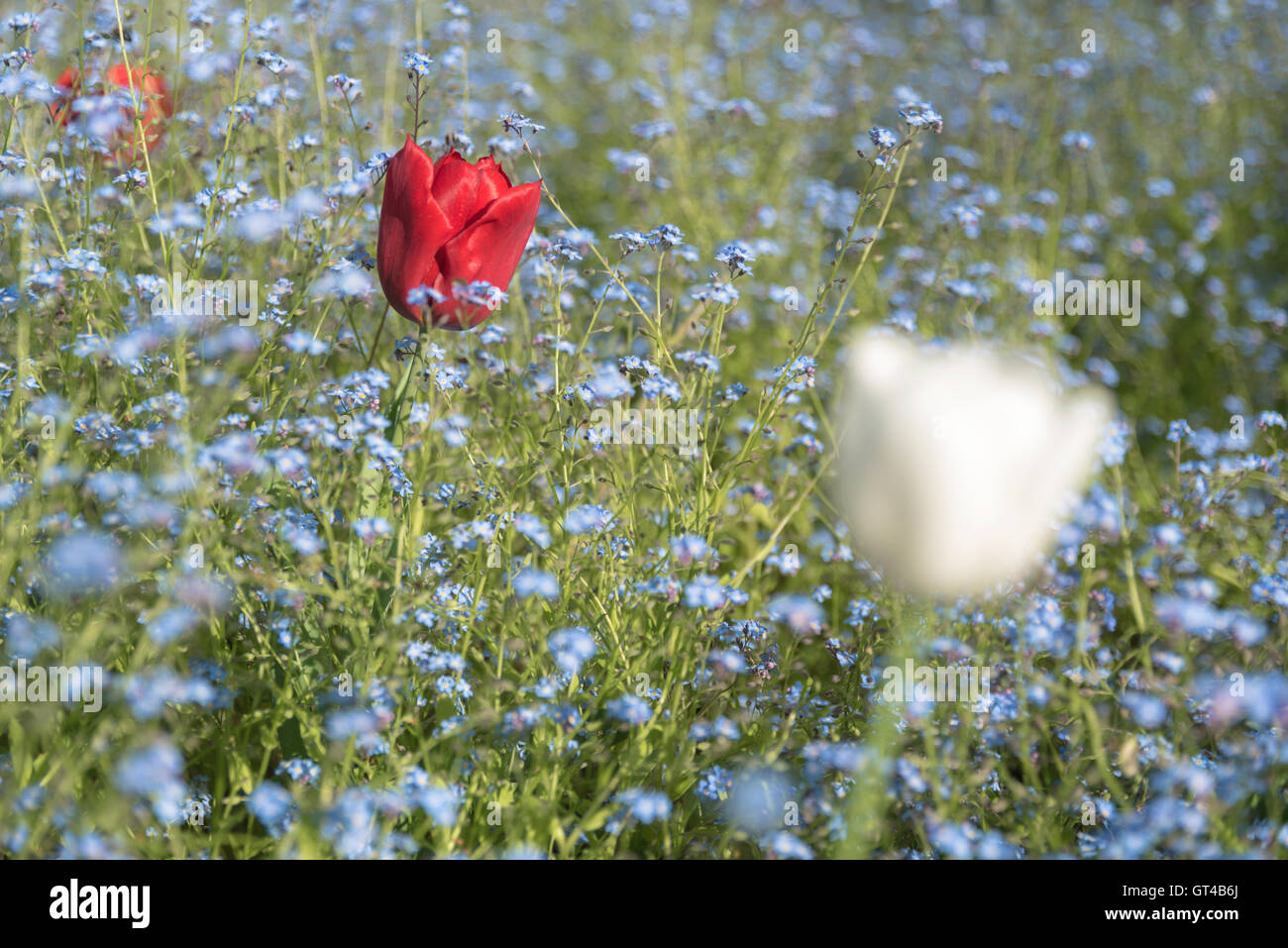 Forget me nots in sun hi-res stock photography and images - Alamy
