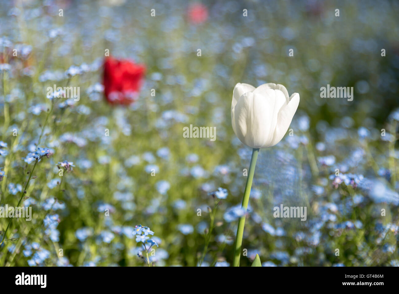 Colorful tulips in a field of forget-me-nots flowers Stock Photo - Alamy