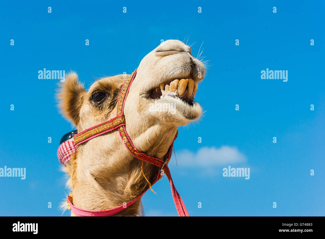 African camel hi-res stock photography and images - Alamy