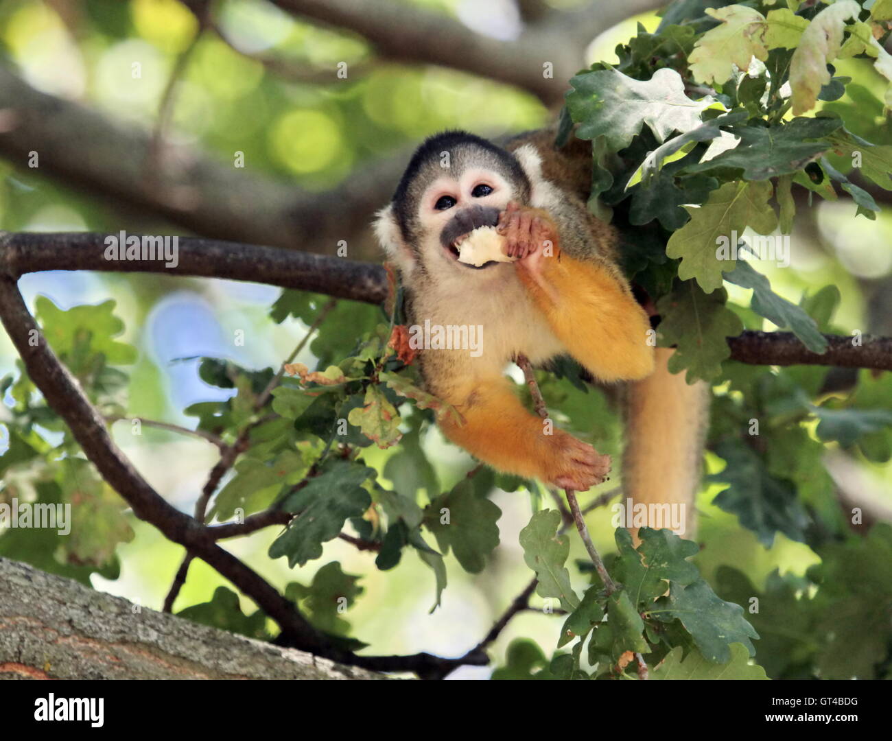 Squirrel monkey eating Stock Photo - Alamy
