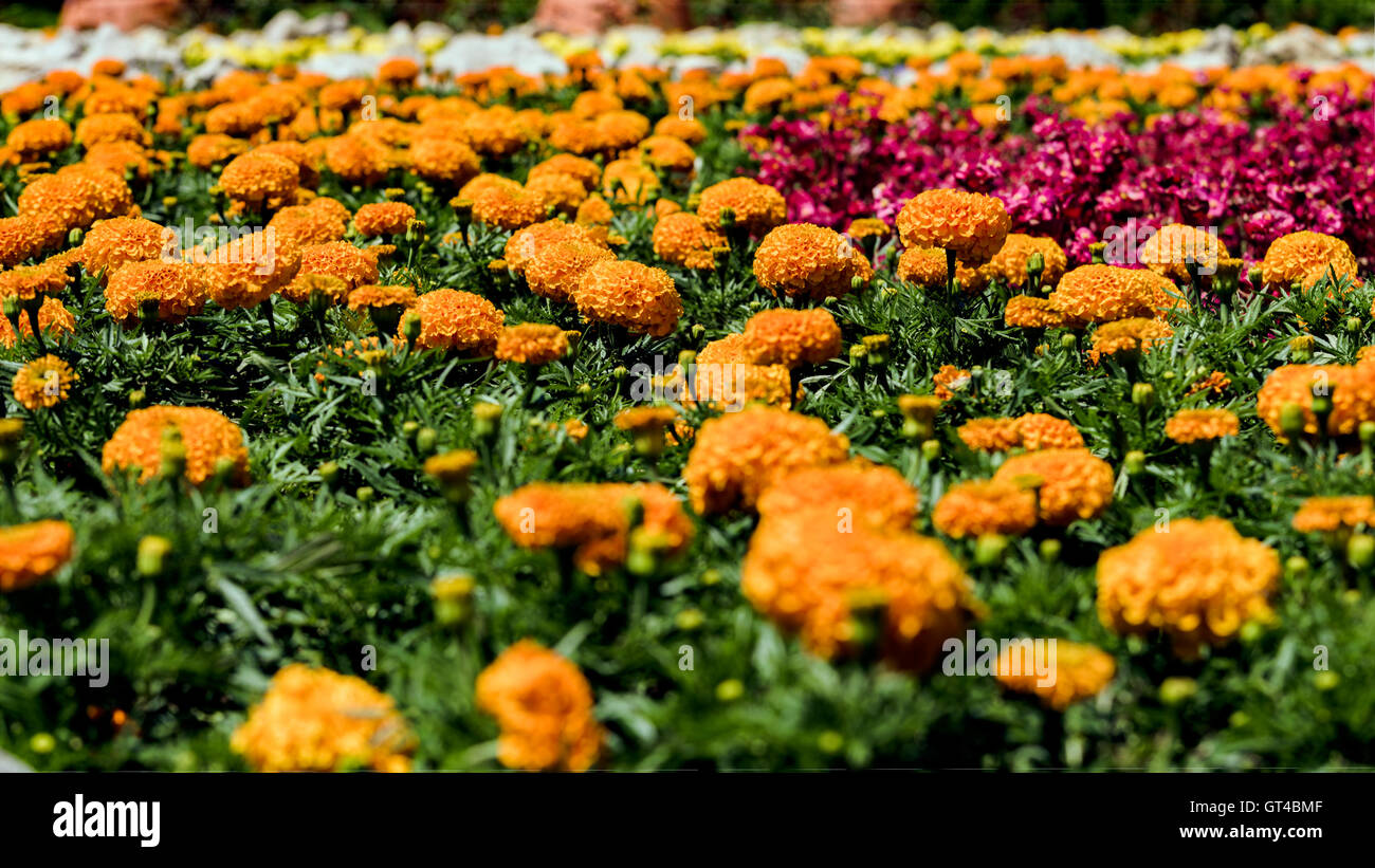 Field orange marigold flowers hi-res stock photography and images - Alamy
