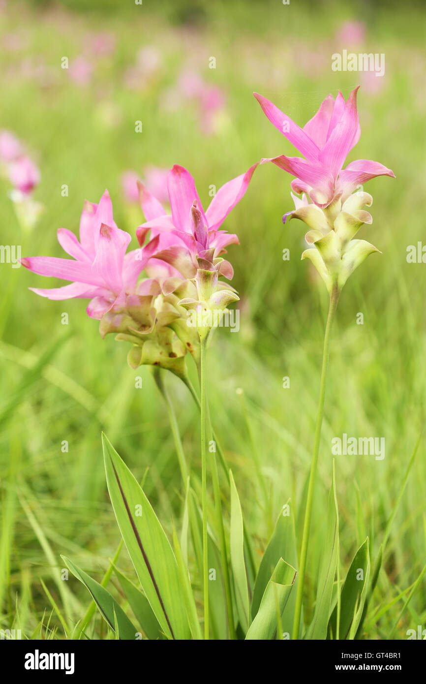 Siam Tulip or Patumma Stock Photo - Alamy