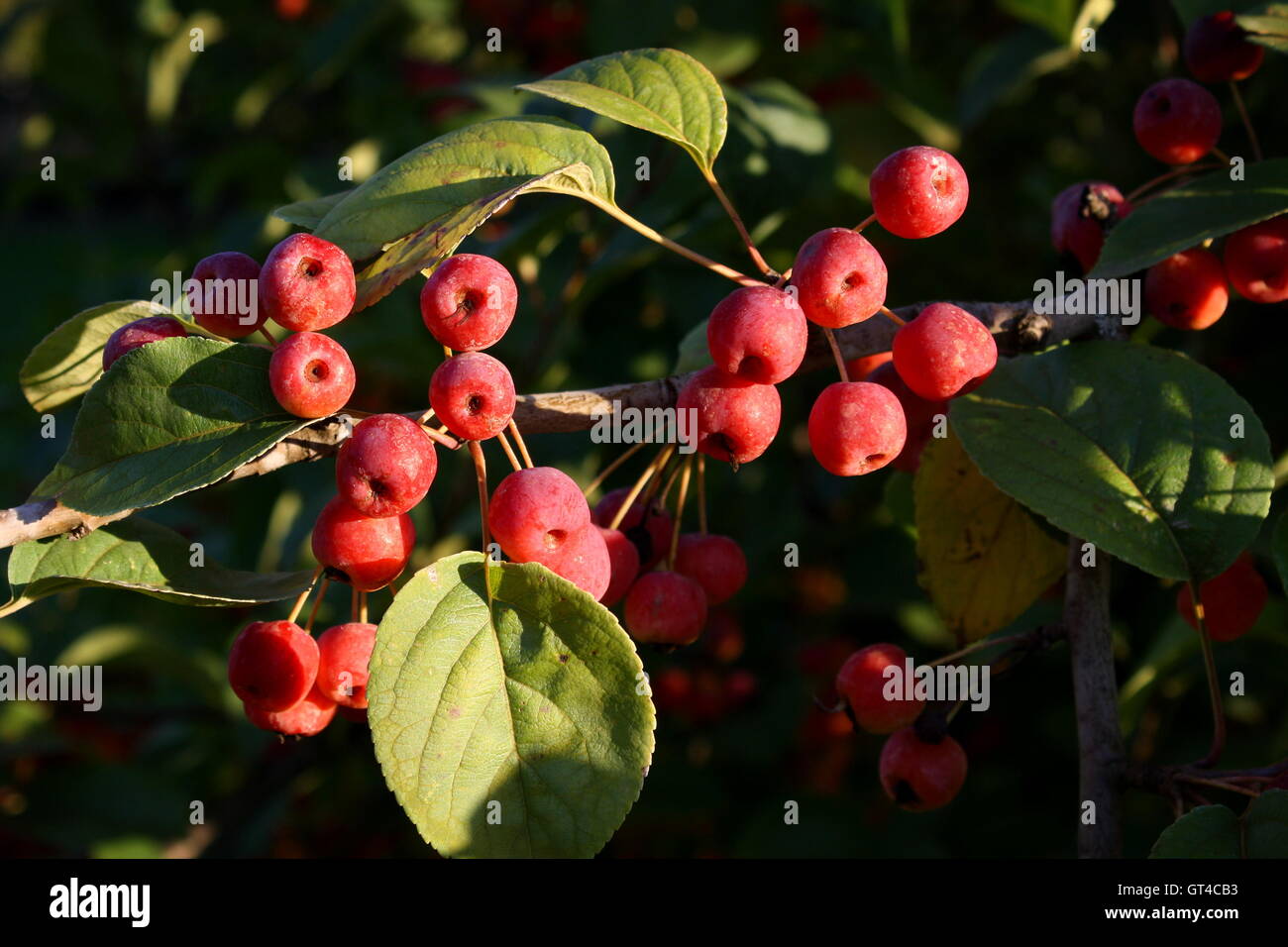 Pear leaf crabapple hi-res stock photography and images - Alamy