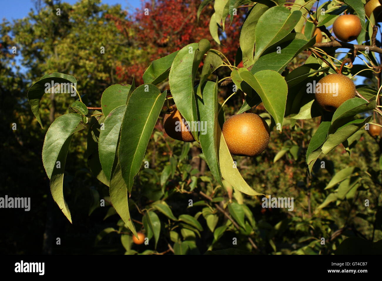 Pyrus pyrifolia - Asian pear Stock Photo - Alamy