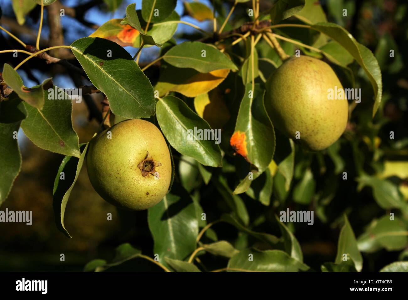 Pyrus syriaca - Syrian pear fruit Stock Photo - Alamy