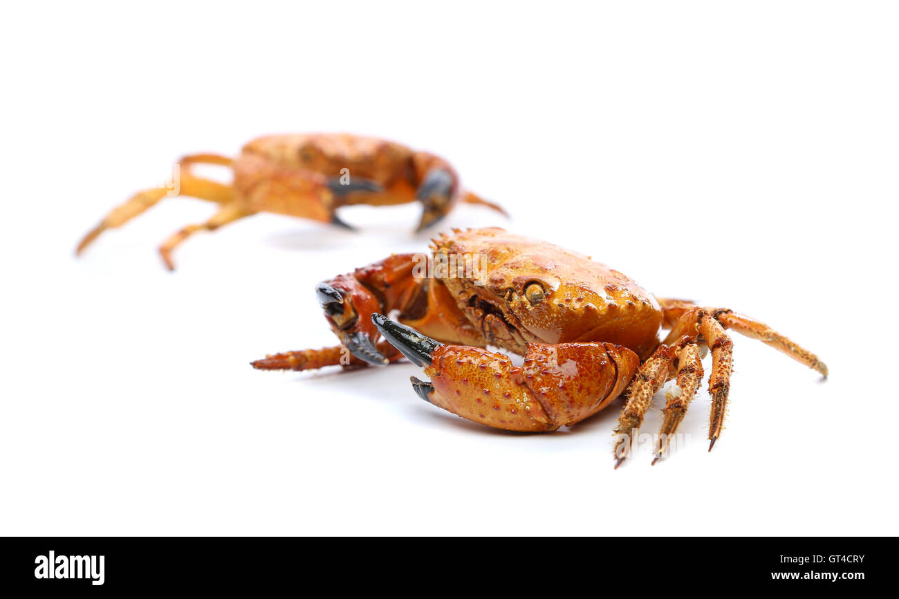 Two crabs on the beach hi-res stock photography and images - Alamy