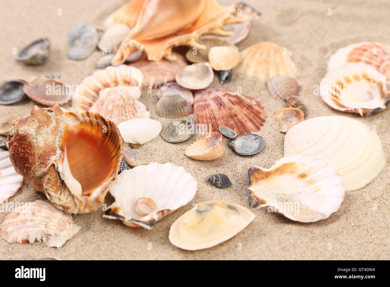 Sea shells on sand as background . Close up Stock Photo - Alamy
