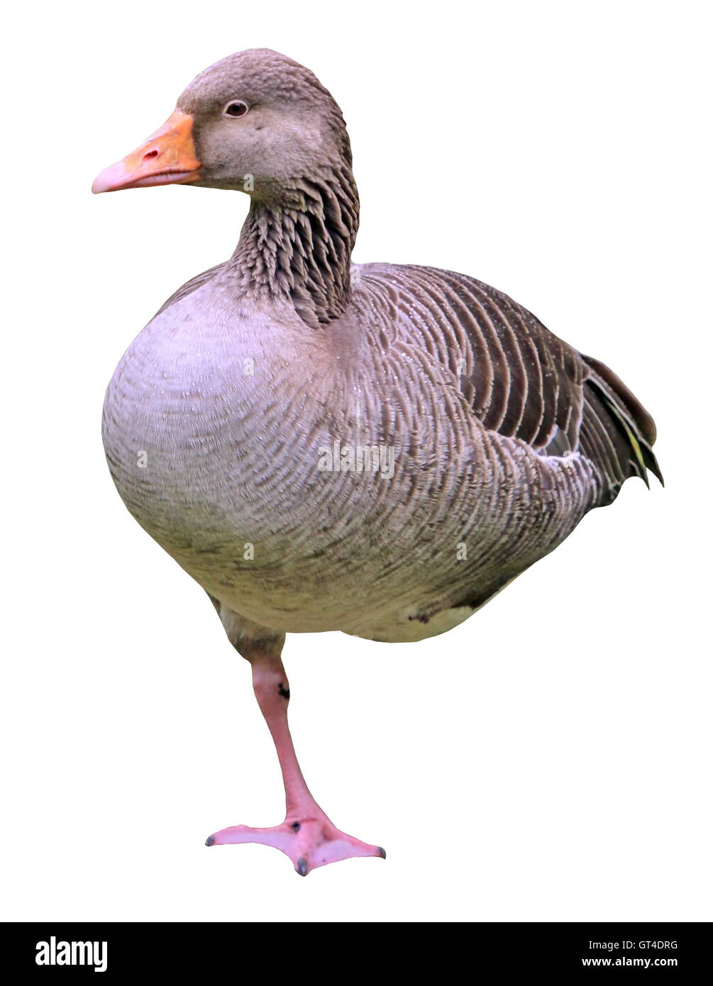 Green black plumage Cut Out Stock Images & Pictures - Alamy