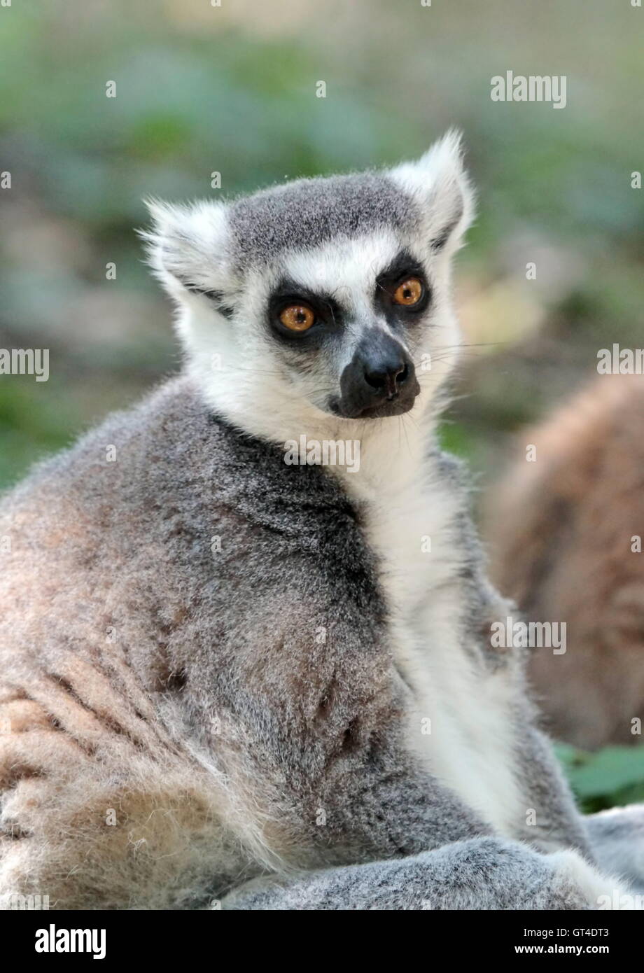 Lemur catta (maki) of Madagascar Stock Photo - Alamy