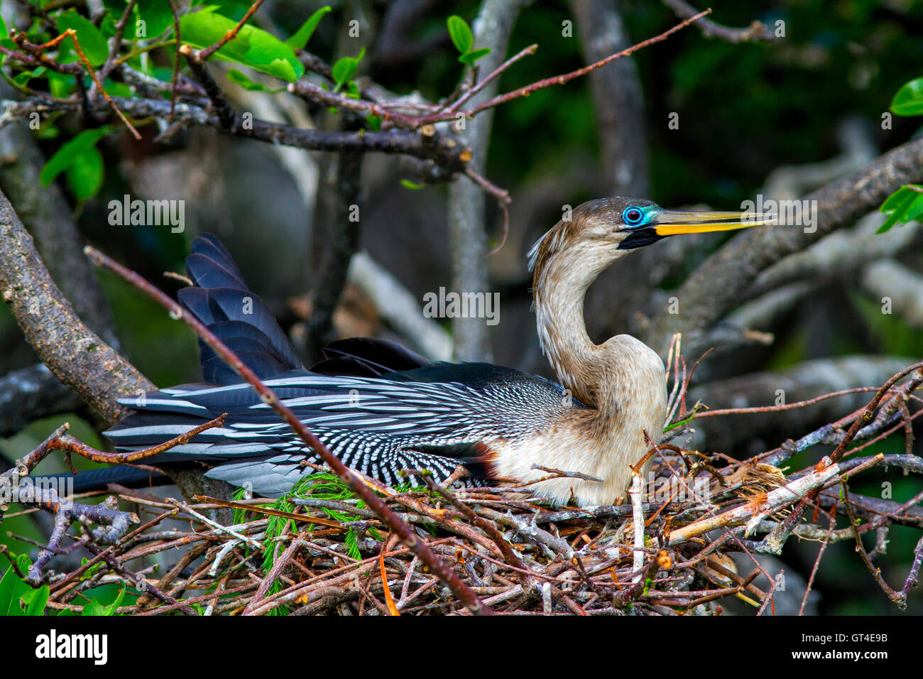 Female Anhinga arranges twigs while sitting on her nest incubating eggs ...