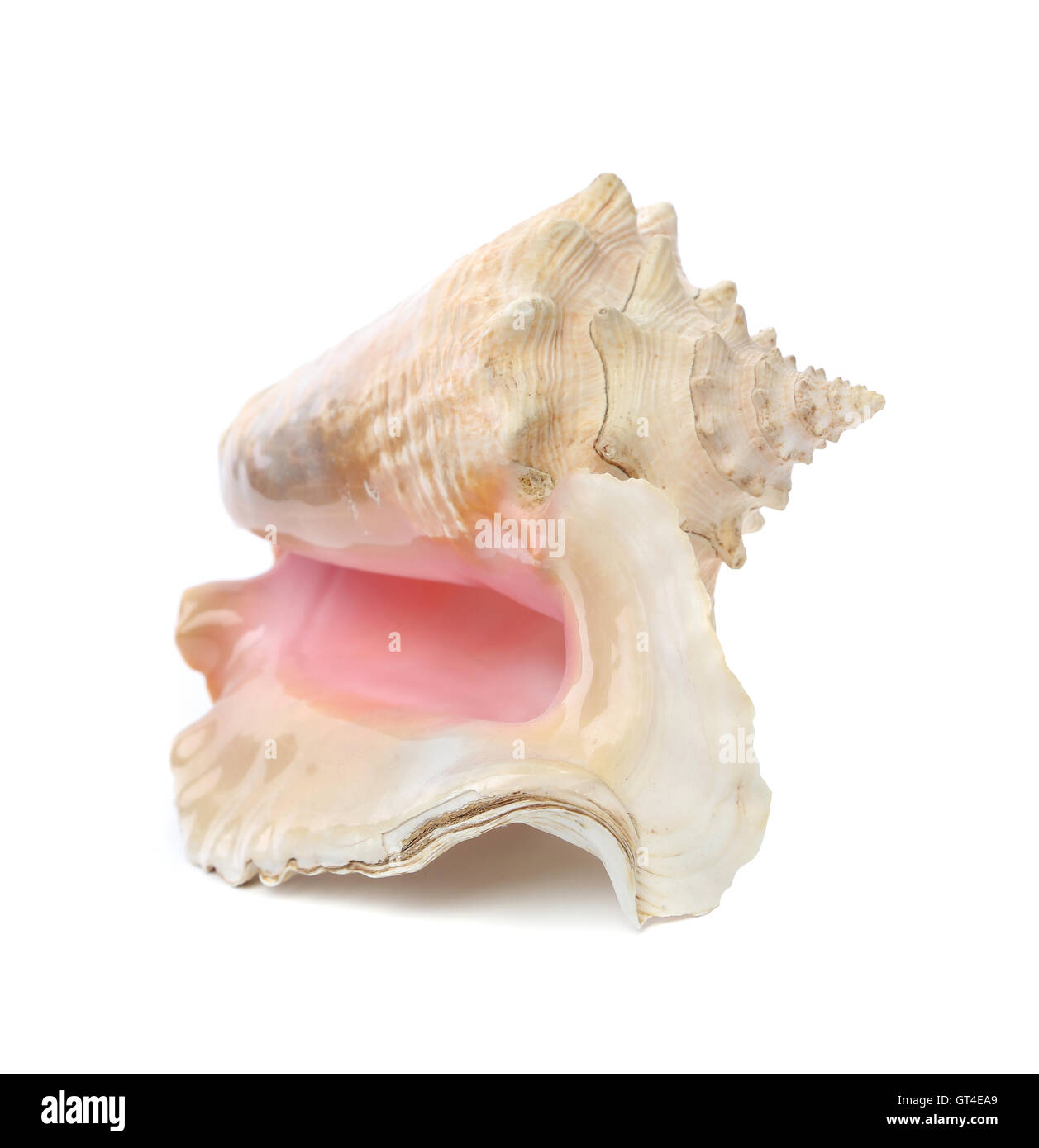 shell mollusks isolated Stock Photo - Alamy