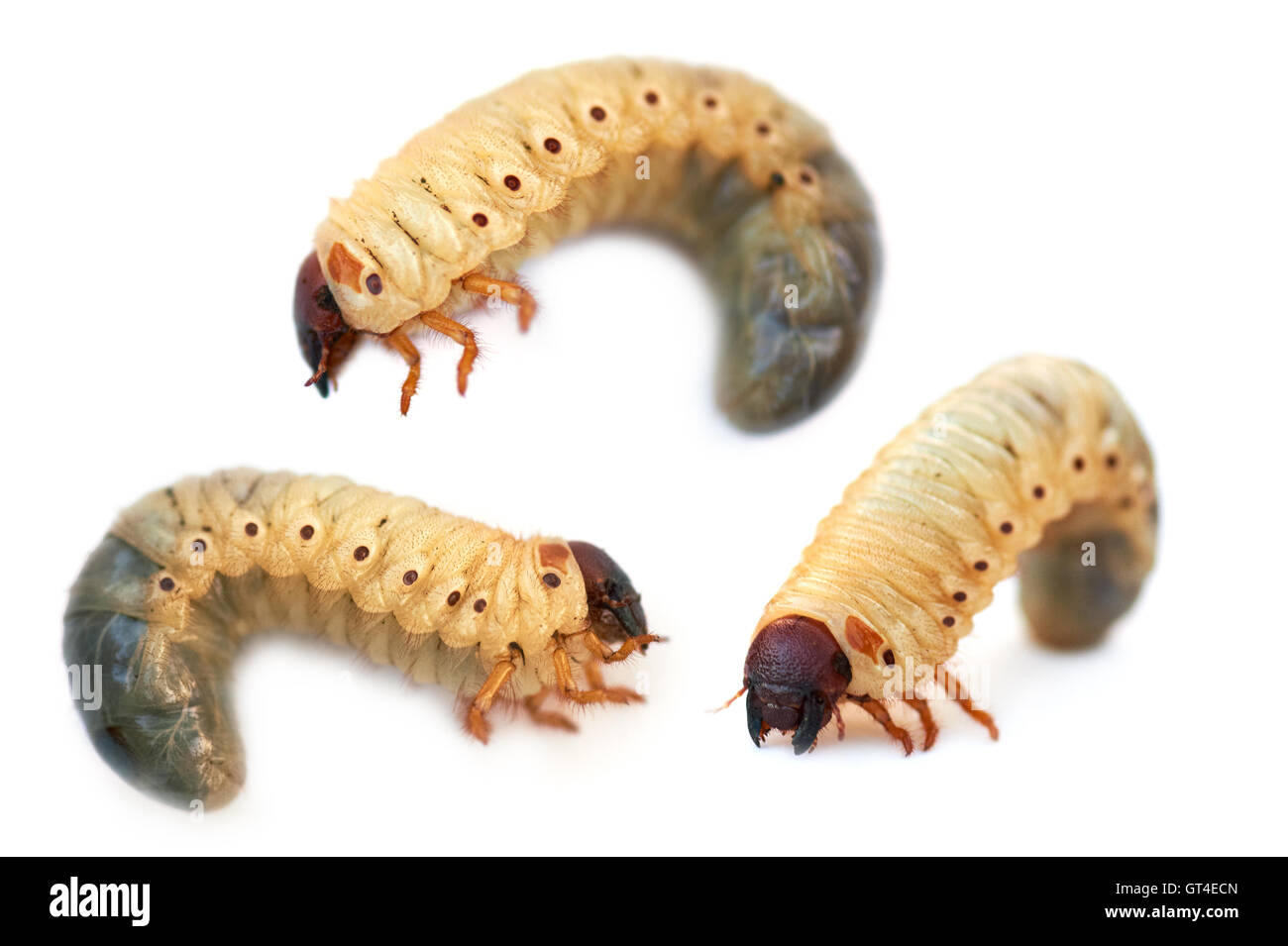 larva the rhinoceros of the bug Stock Photo - Alamy