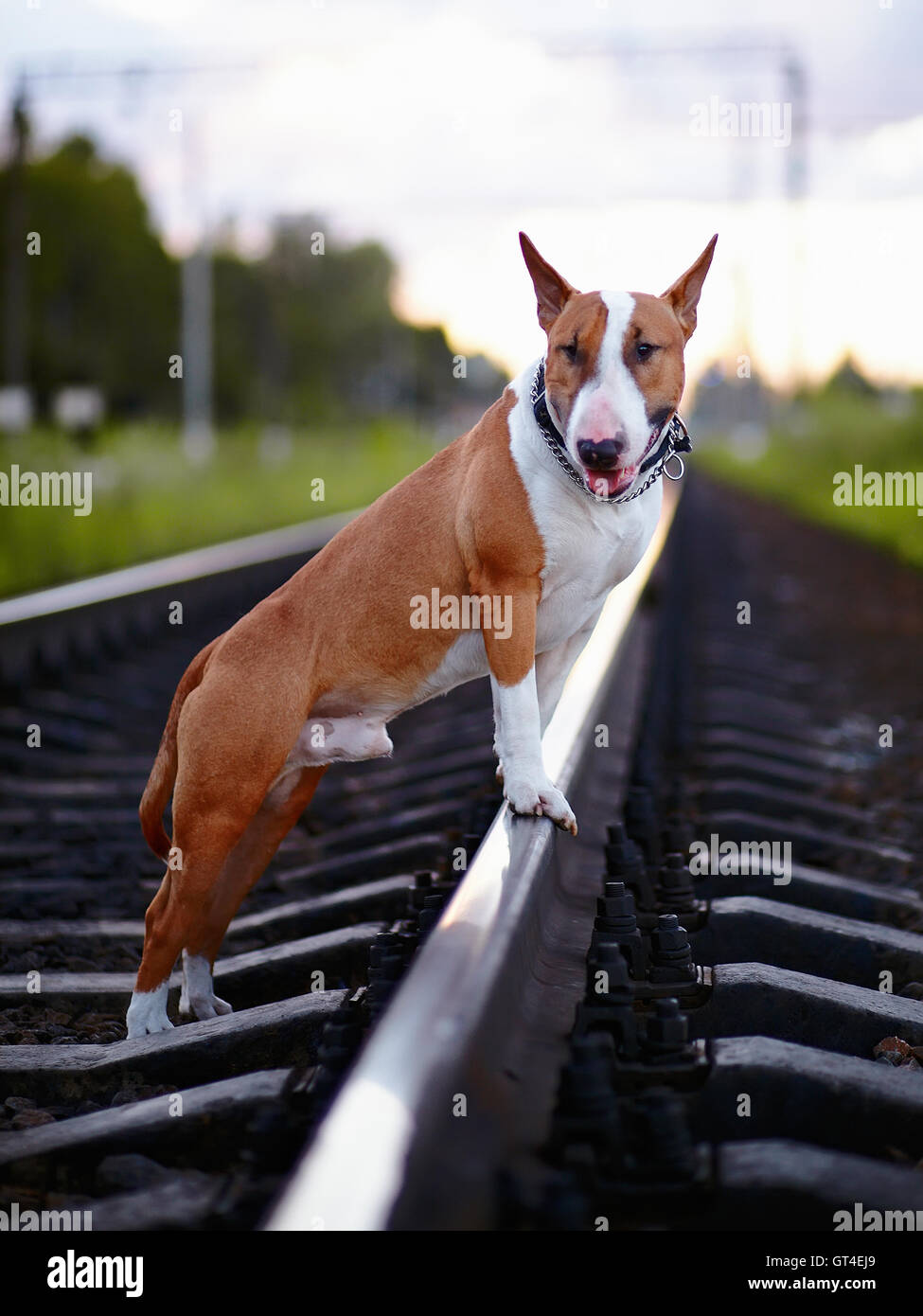 Bull terrier on rails Stock Photo - Alamy