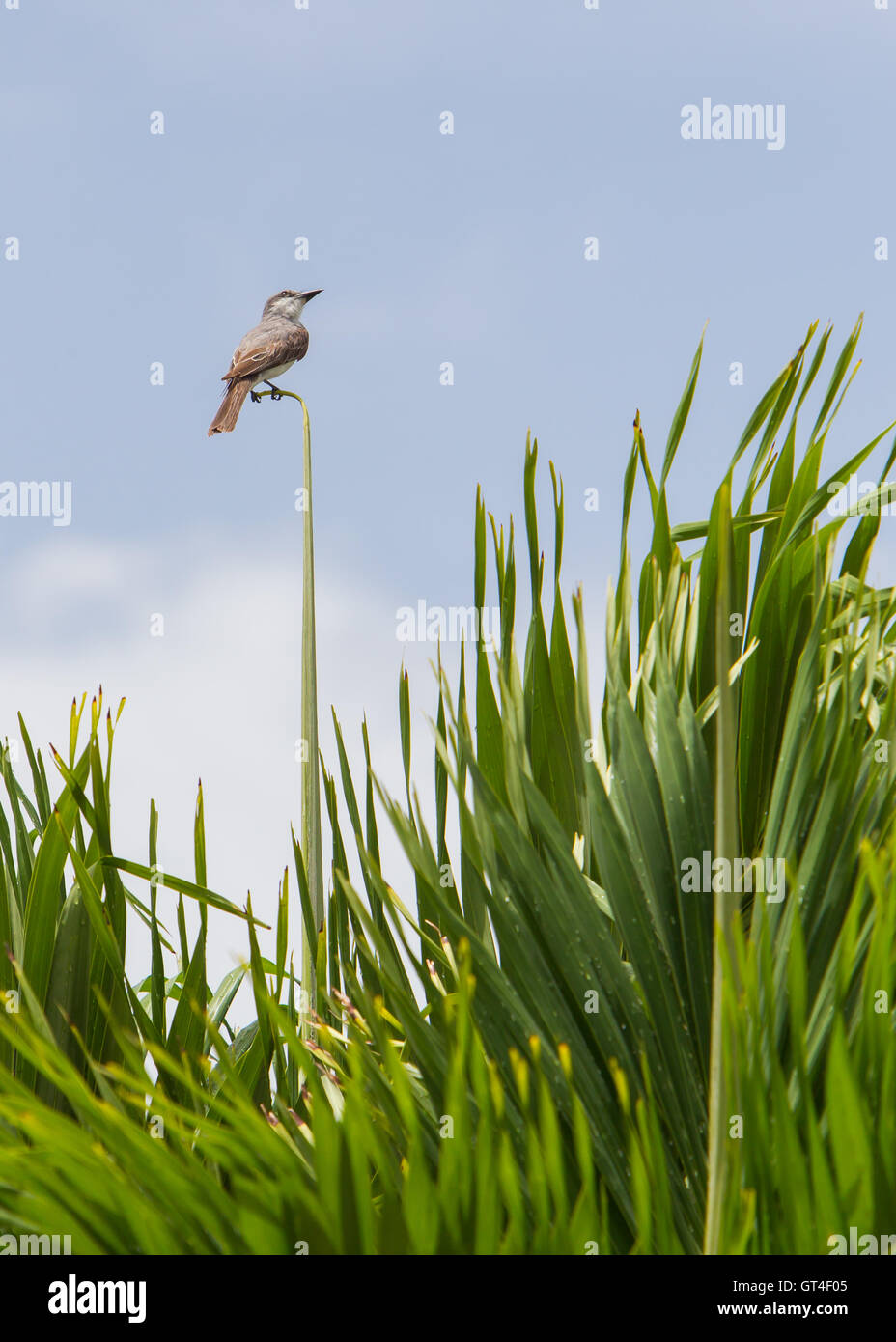 Grey Kingbird (Tyrannus dominicensis Stock Photo - Alamy