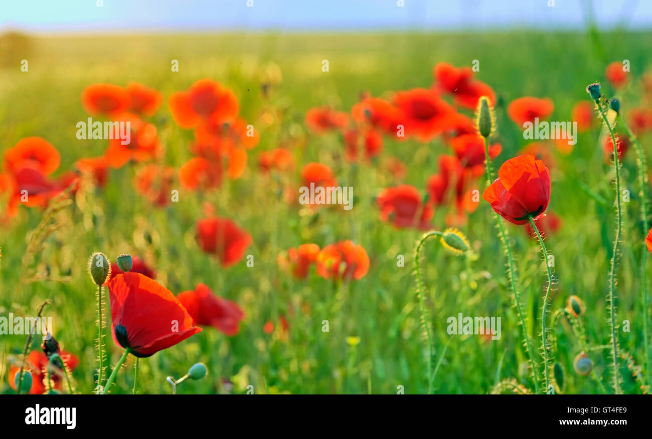 a poppy field close-up Stock Photo - Alamy