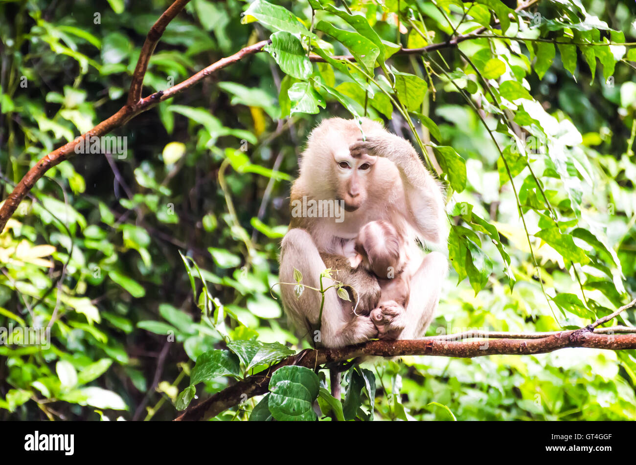 Monkey in Tropical rainforest Stock Photo - Alamy
