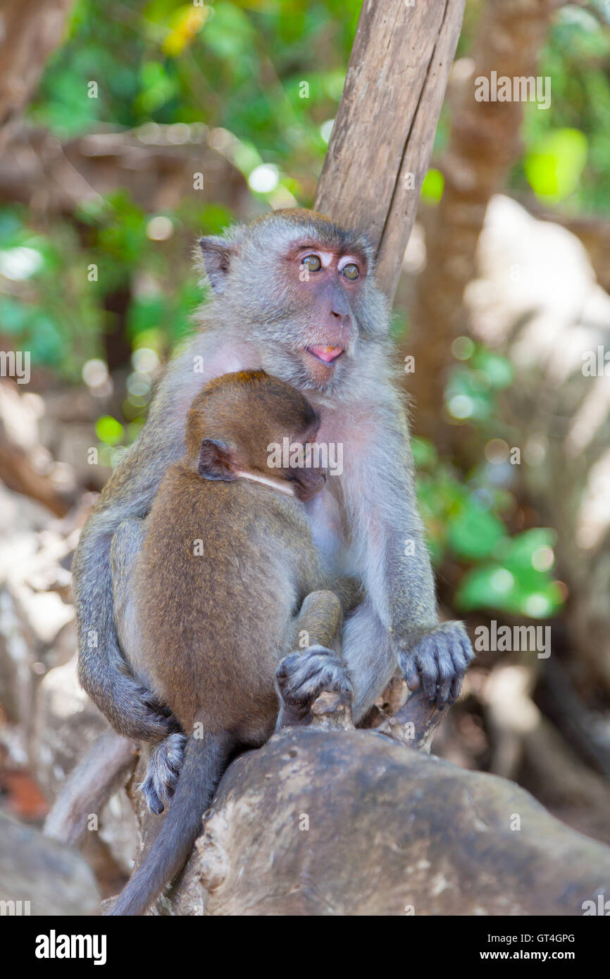 Family of monkeys sits on the rock Stock Photo - Alamy