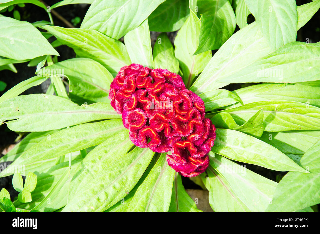 Plumed cockscomb flower Stock Photo - Alamy